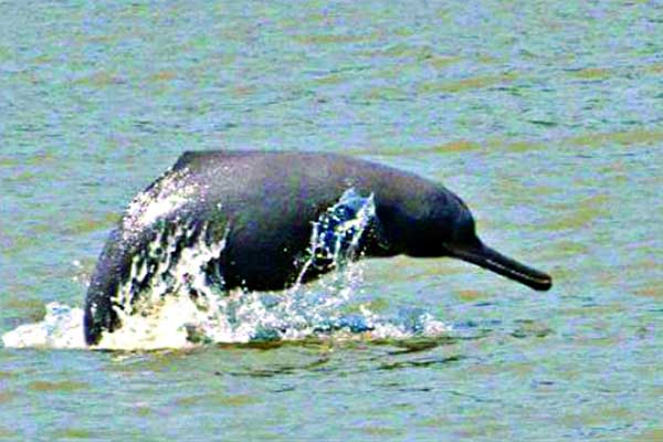 সংকটাপন্ন নদীর শুশুক - Daily Sharebazar